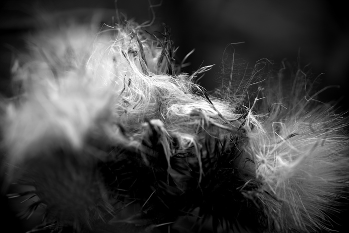 Fluff: Fly Fishing大好き