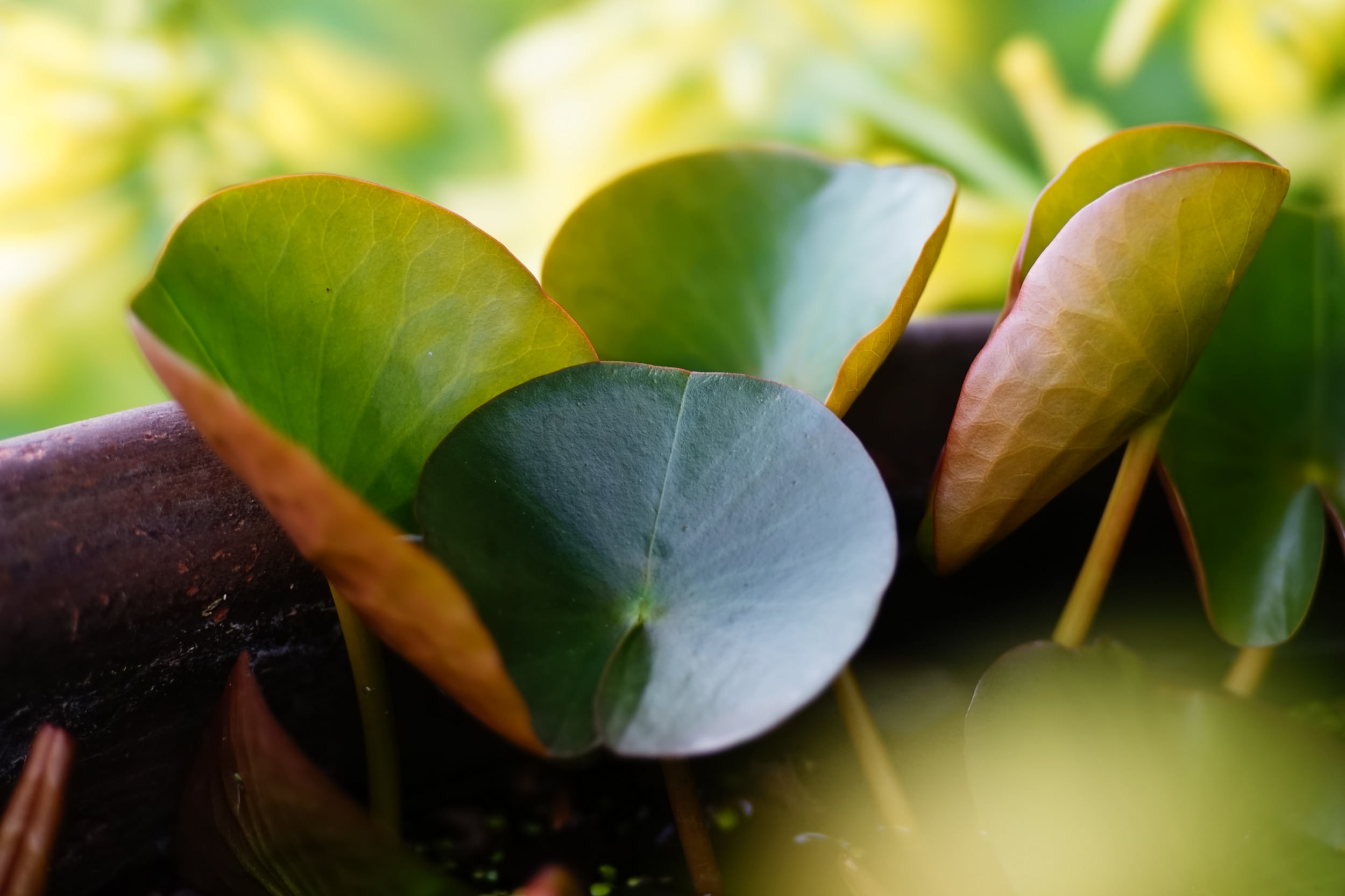 睡蓮の葉: Fly Fishing大好き