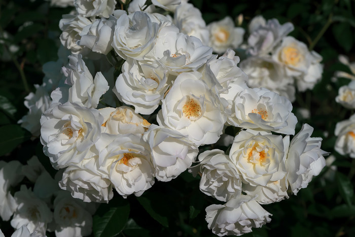 Rose: Fly Fishing大好き